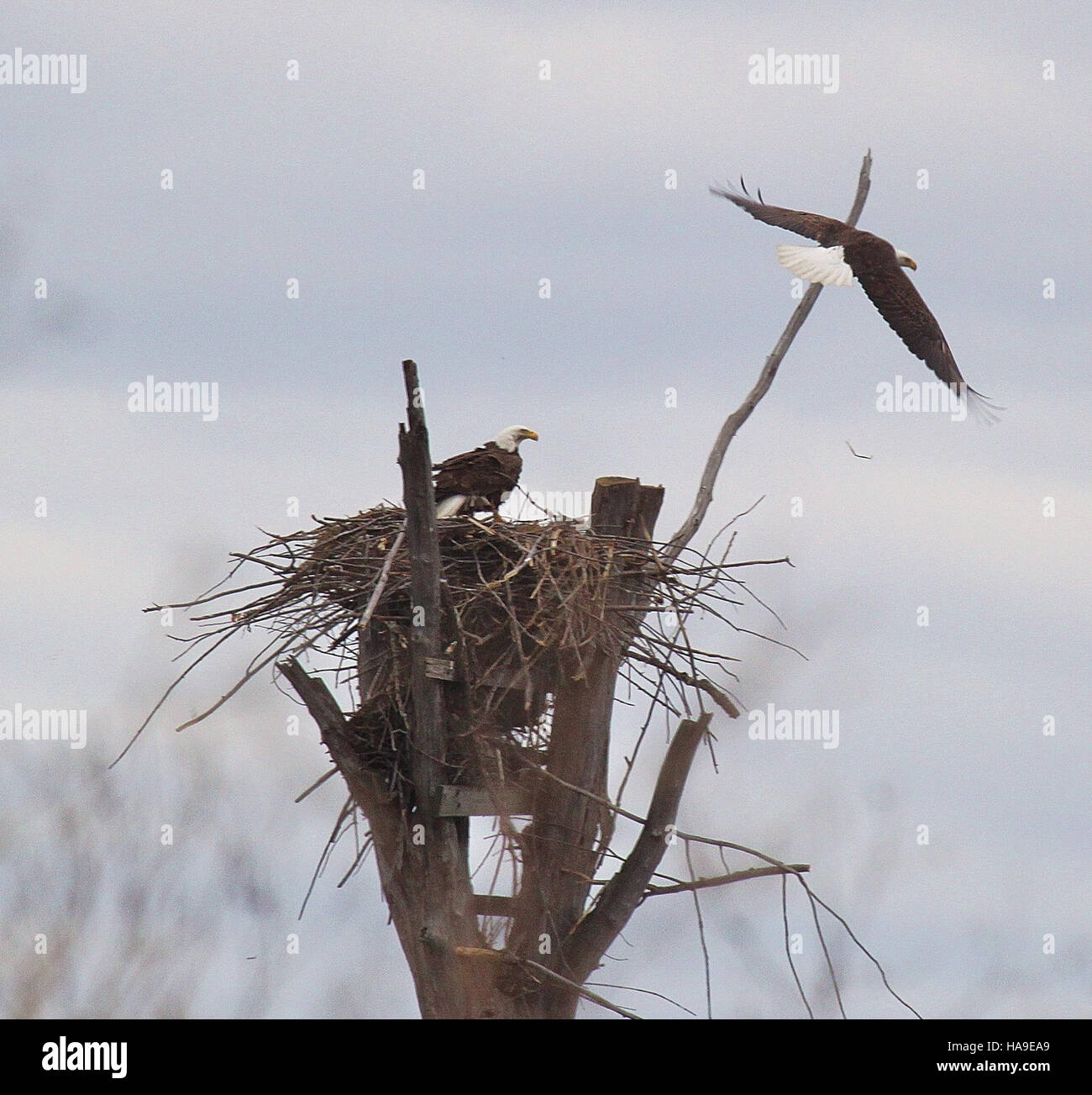 A bald eagle nesting in its natural environment, part of ongoing ...