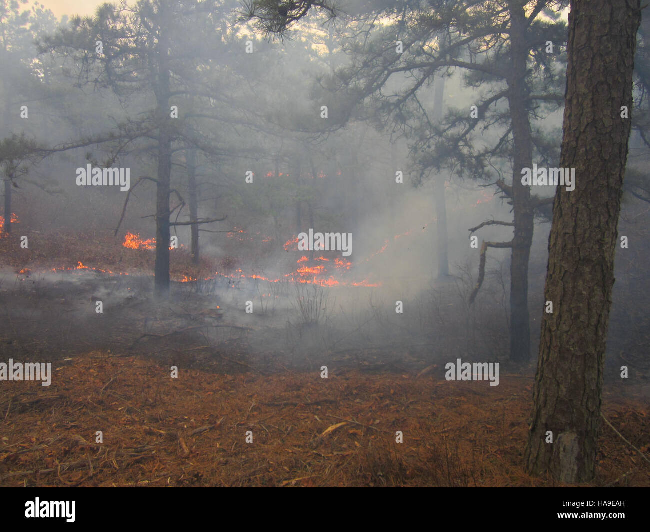 The controlled burn at Cape Cod National Seashore was conducted to ...