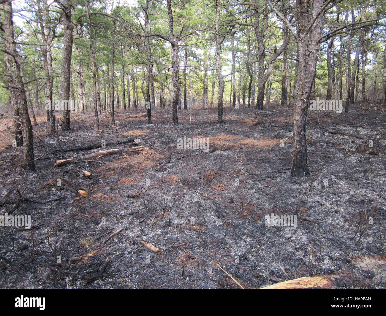 The U.S. Fish and Wildlife Service successfully met its burn objectives ...