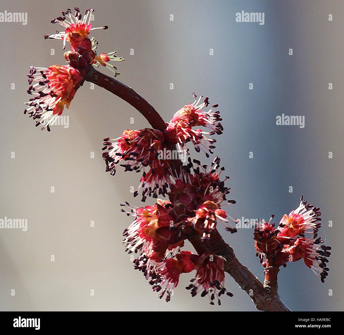 The Red Maple, a common tree in North America, thrives in wetland and ...