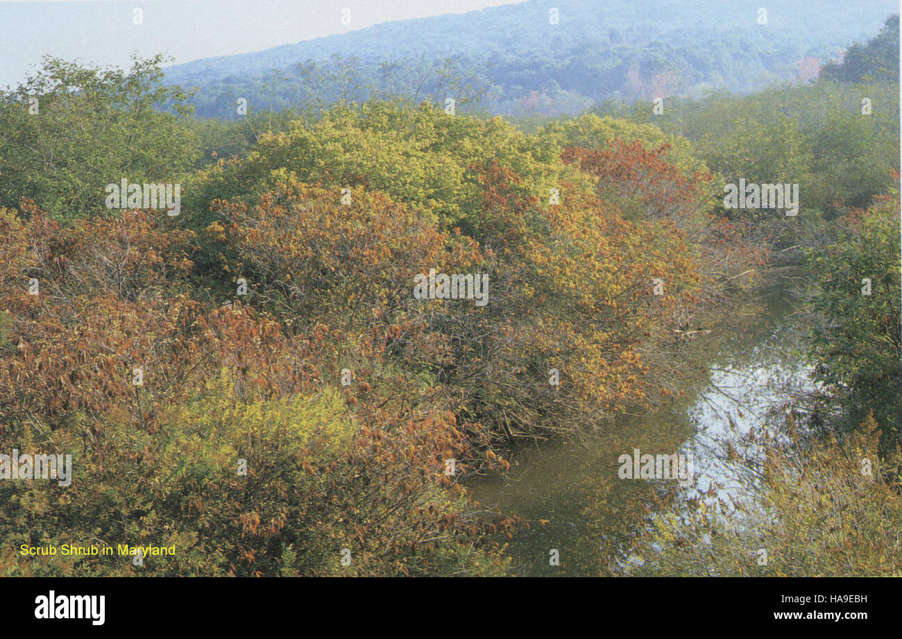 usfwsnortheast 7106803597 Palustrine Scrub-Shrub Swamp in Maryland ...