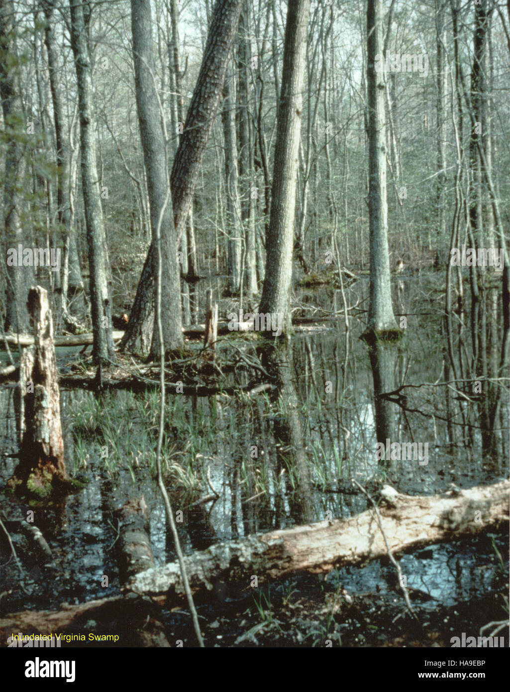 The Virginia Swamp National Park has experienced significant inundation ...