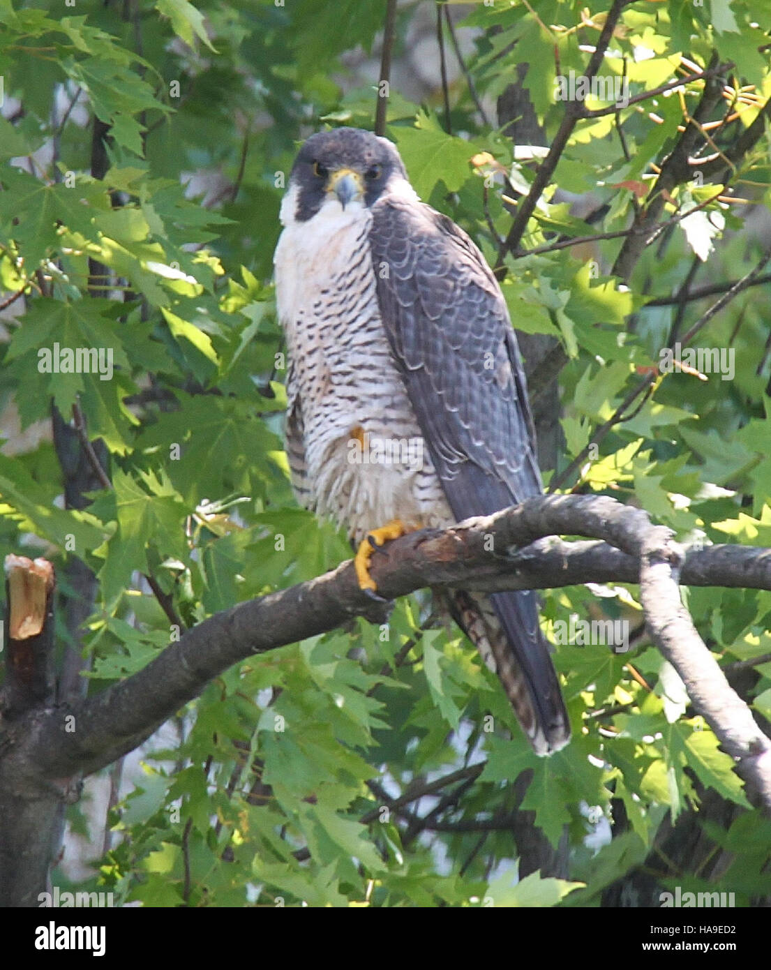 Raptor recovery hi-res stock photography and images - Alamy