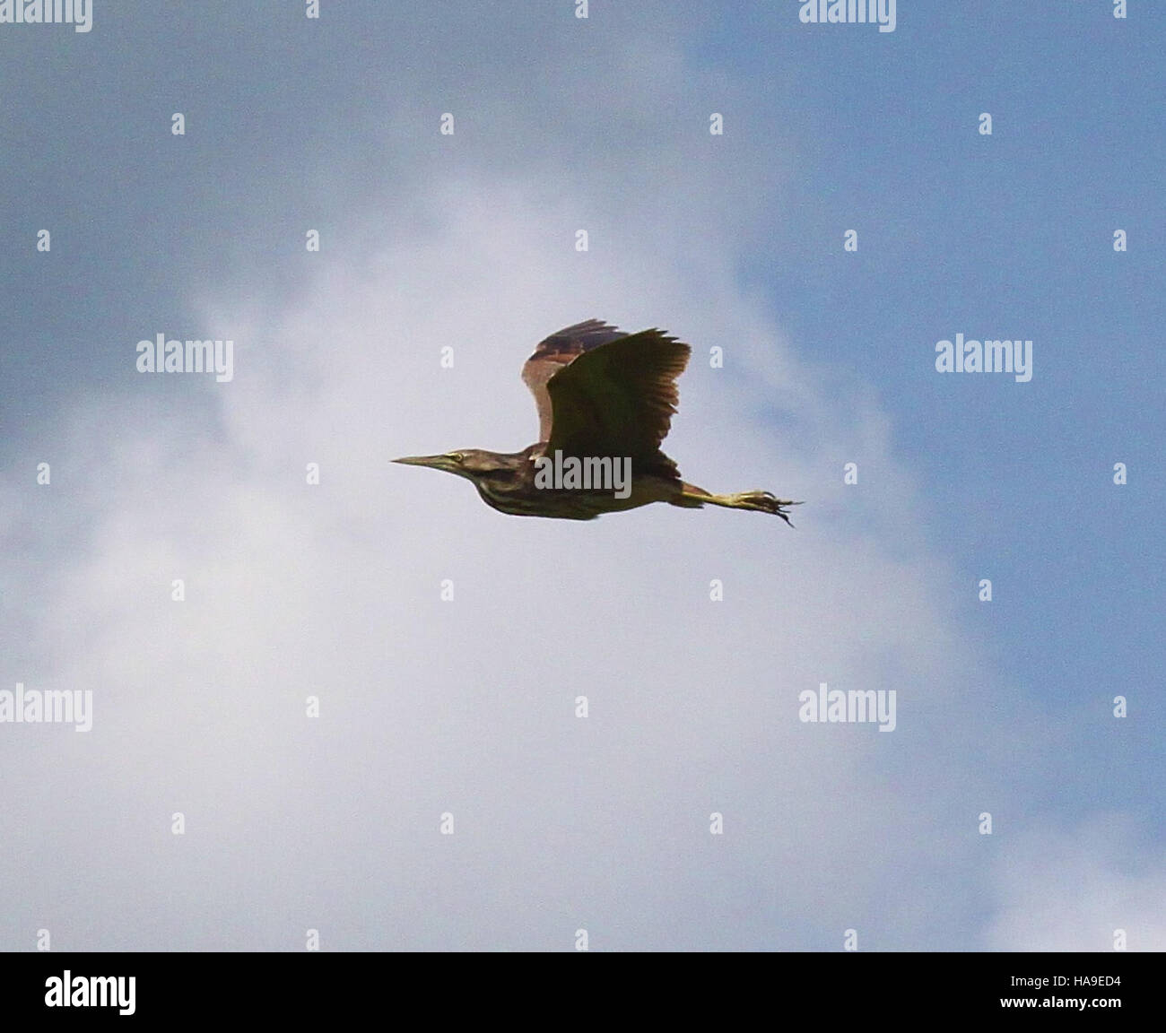 An American Bittern is observed in a wetland habitat within a U.S ...
