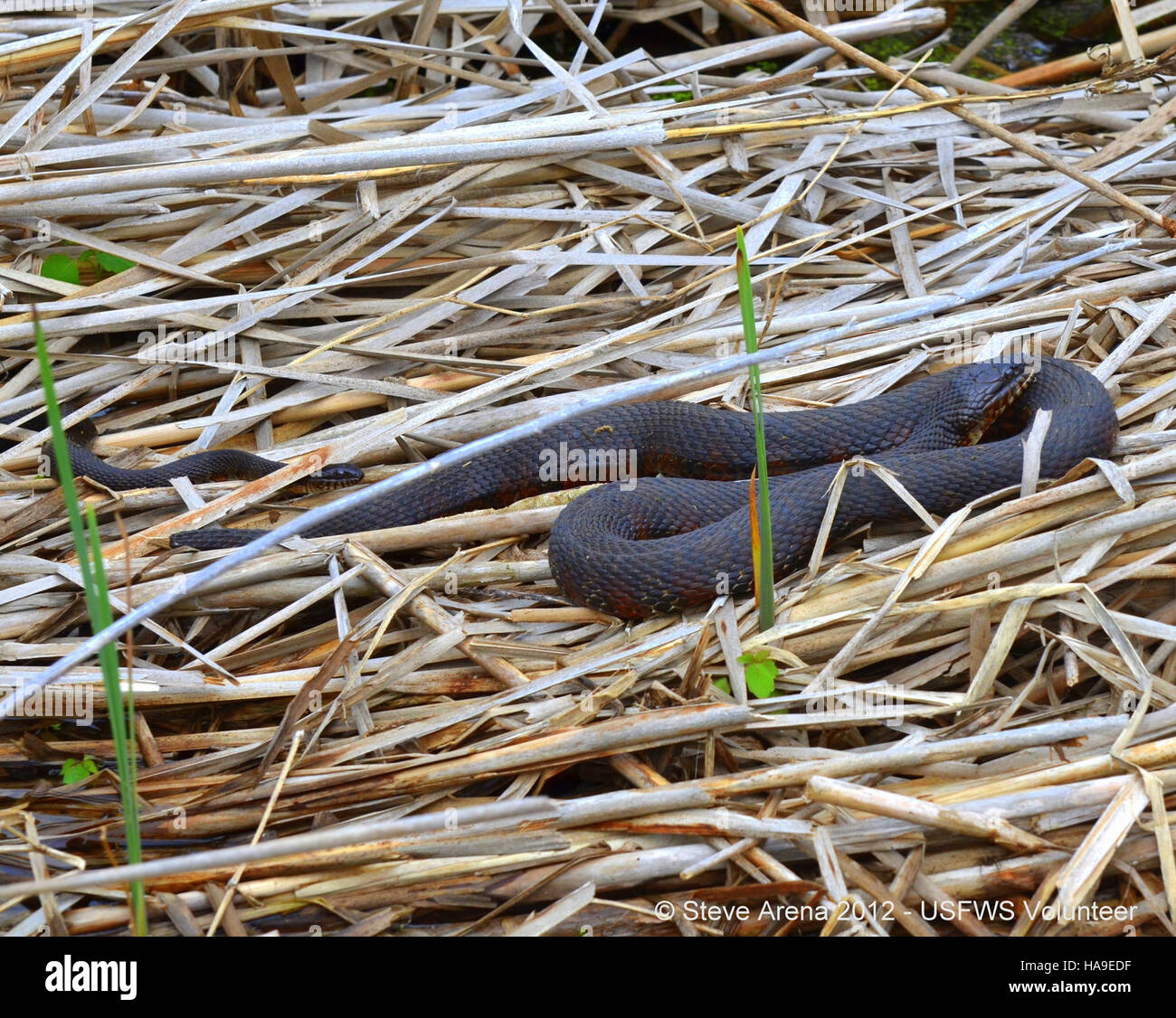 usfwsnortheast 7164440764 Northern Water Snake (Nerodia sipedon) with ...