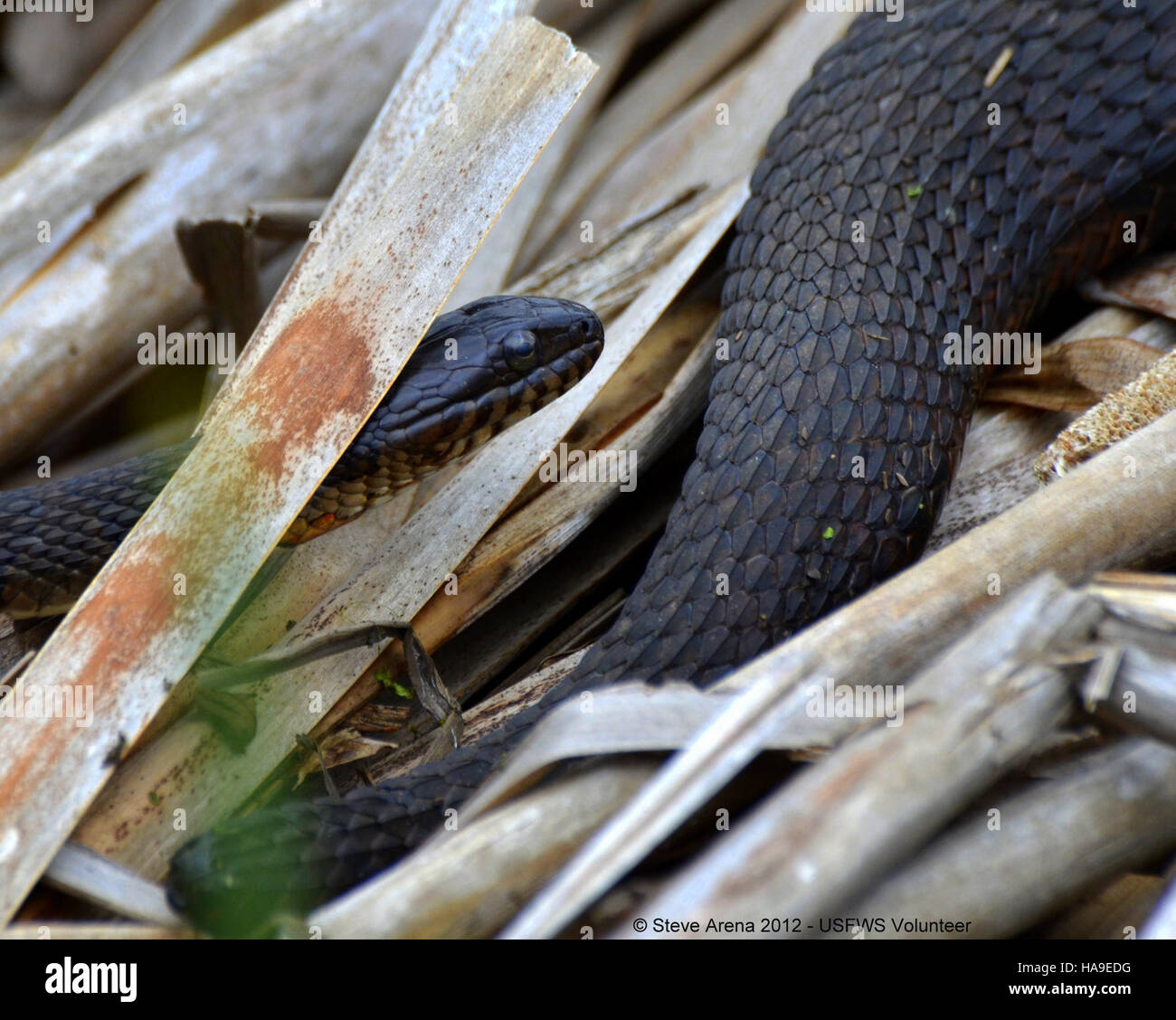 A young Northern Water Snake (Nerodia sipedon) observed along the dike ...