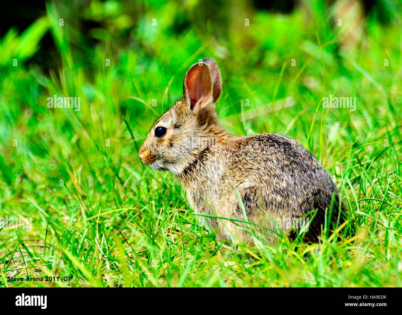 A young cottontail rabbit (Sylvilagus floridarius) photographed in June ...