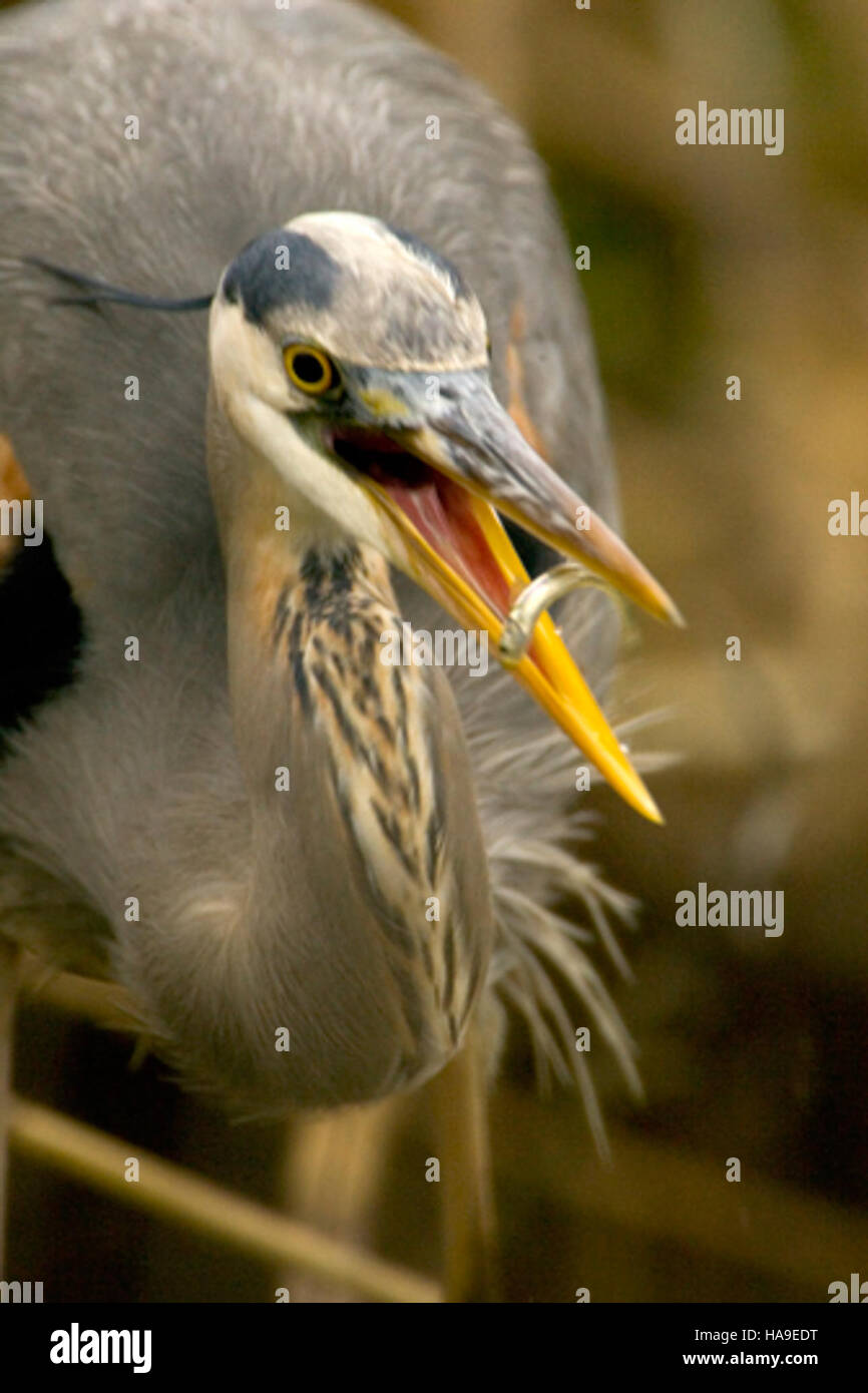 A Great Blue Heron stands in its natural habitat in Virginia, featured ...
