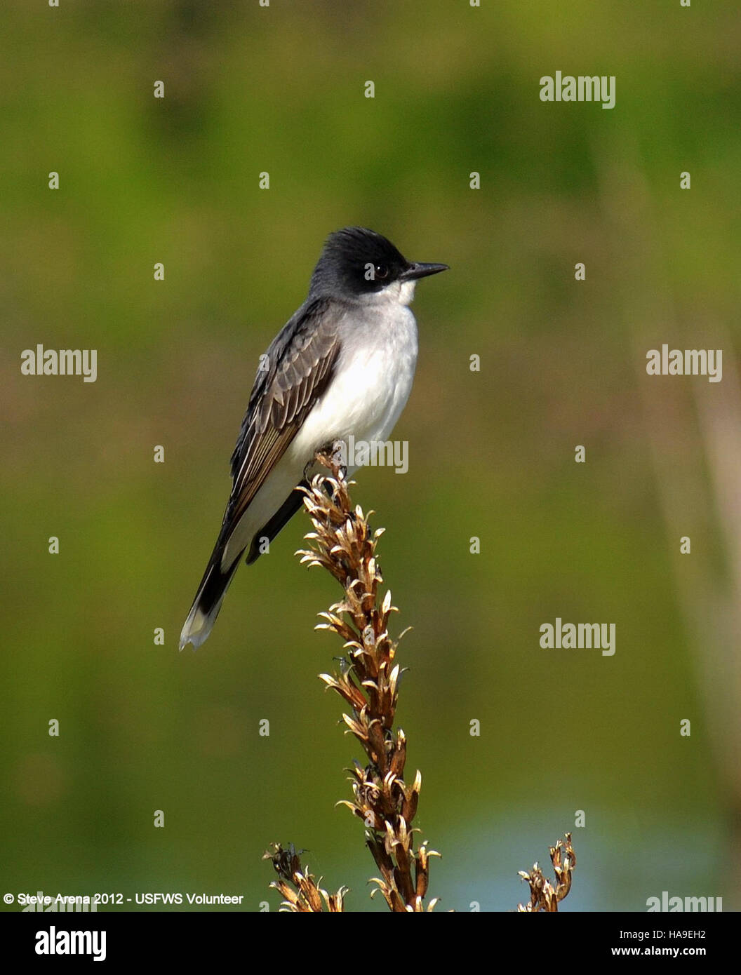 The Eastern Kingbird (Tyrannus tyrannus) is spotted at the Great ...