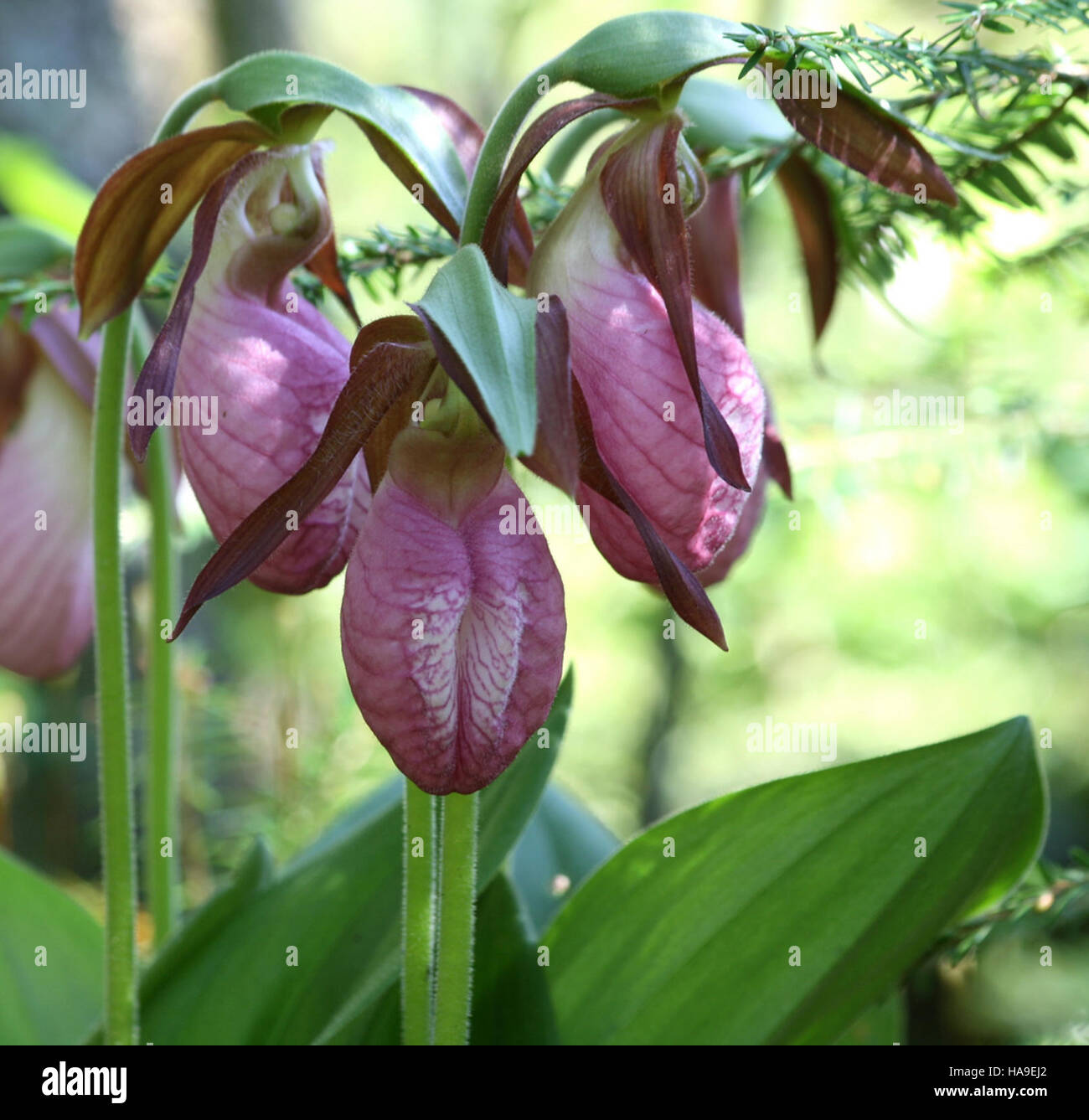 Lady Slippers, a rare and beautiful orchid species, featured in this ...