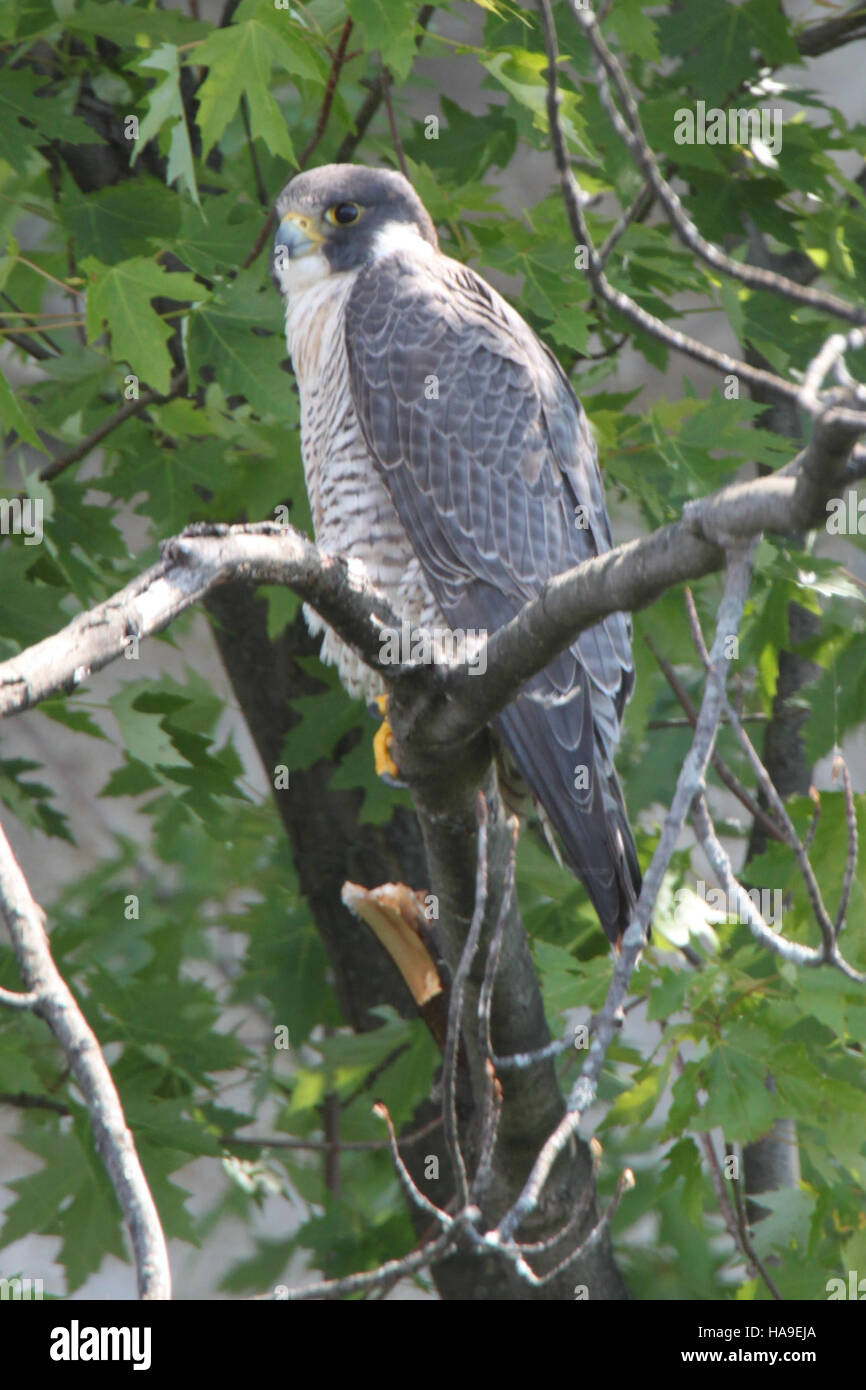 A female Peregrine Falcon is seen in her natural habitat, a key species ...