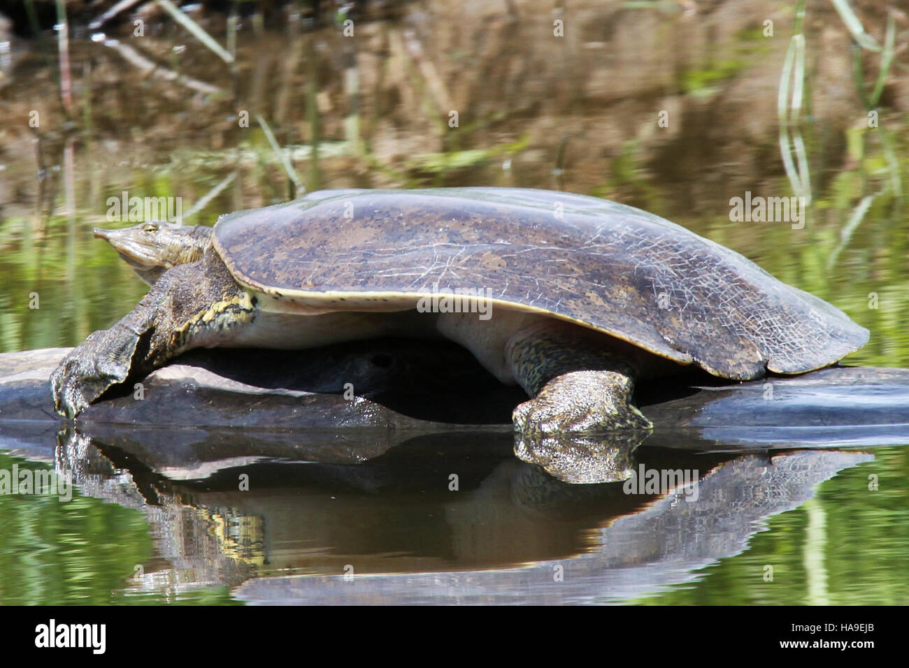 usfwsnortheast 7345846524 Spiny Softshell Turtle Stock Photo - Alamy