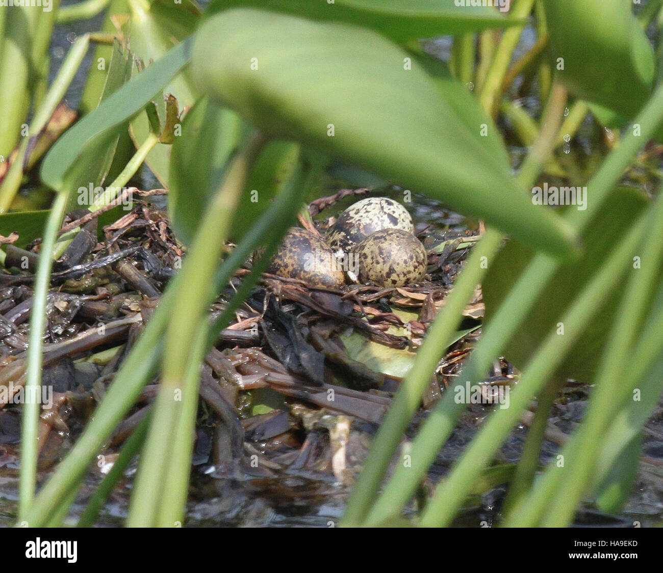 A Black Tern nest located in a U.S. national park is depicted in this ...