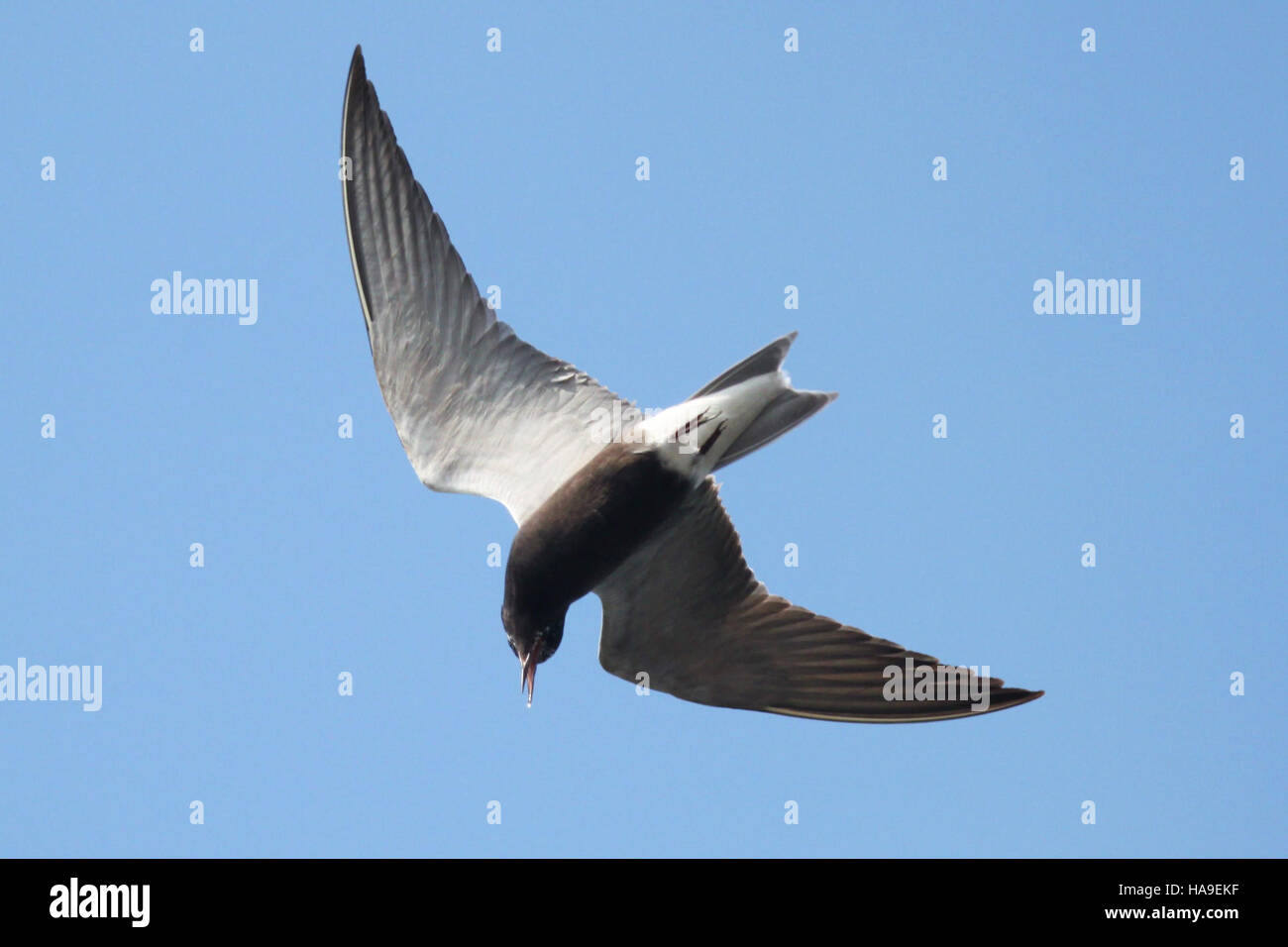 The Black Tern, captured in flight, is a migratory bird that inhabits ...