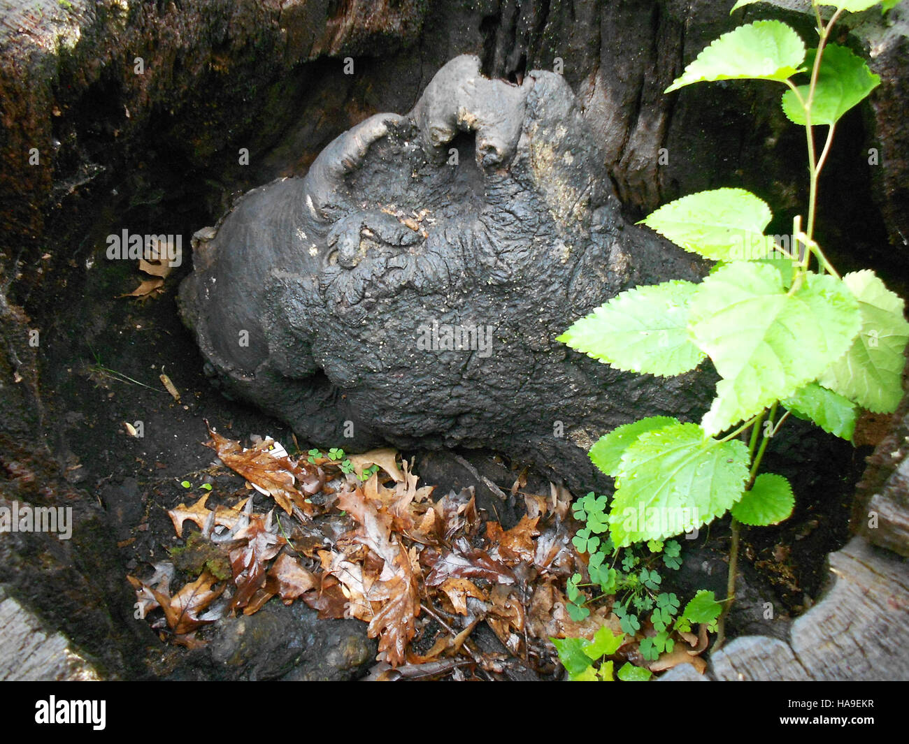 A close-up of the interior of a tree stump in a national park ...