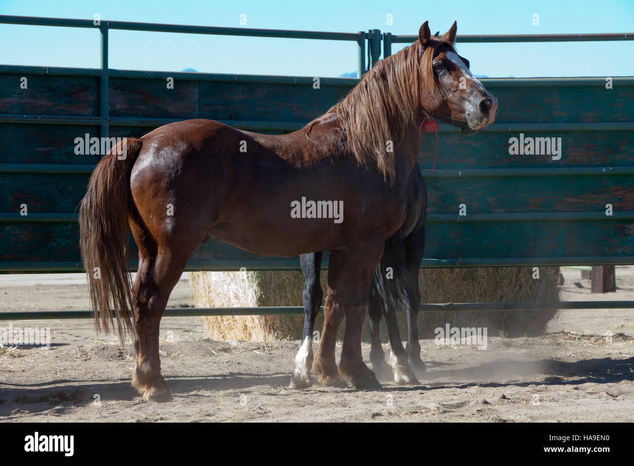 A gelding is shown within a national park setting, demonstrating the ...