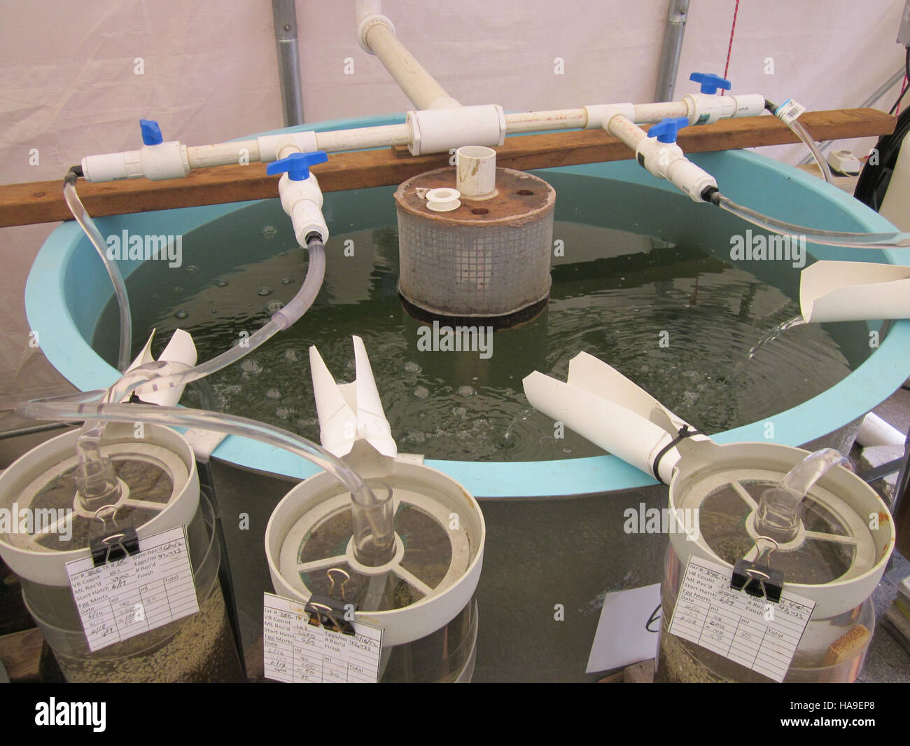 Water slides have been designed for shad larvae to assist in their ...