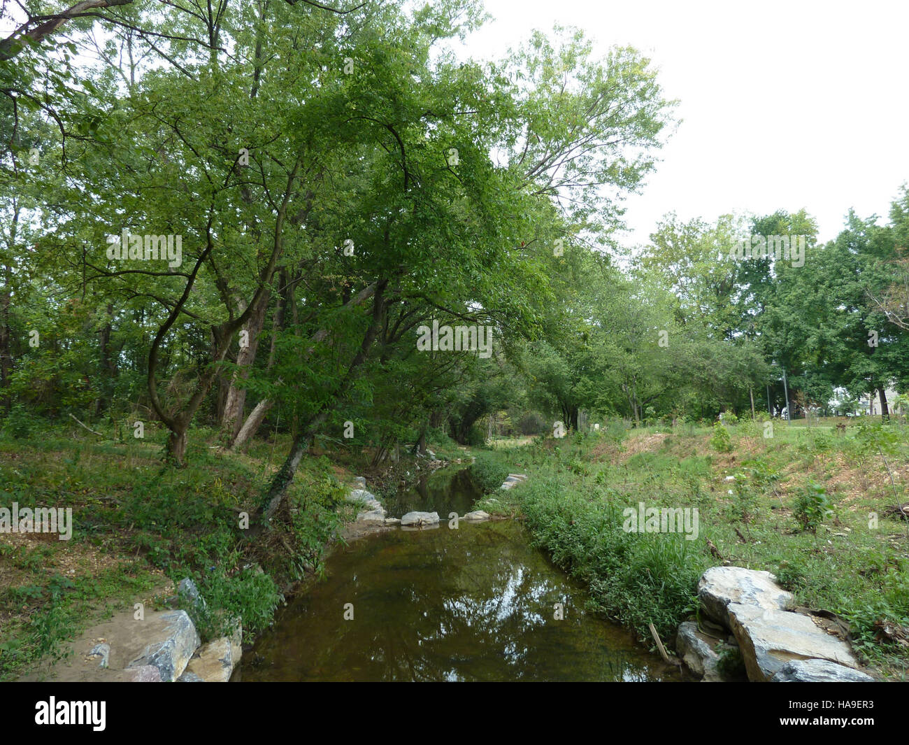 Restoring an urban stream enhances water quality and biodiversity ...