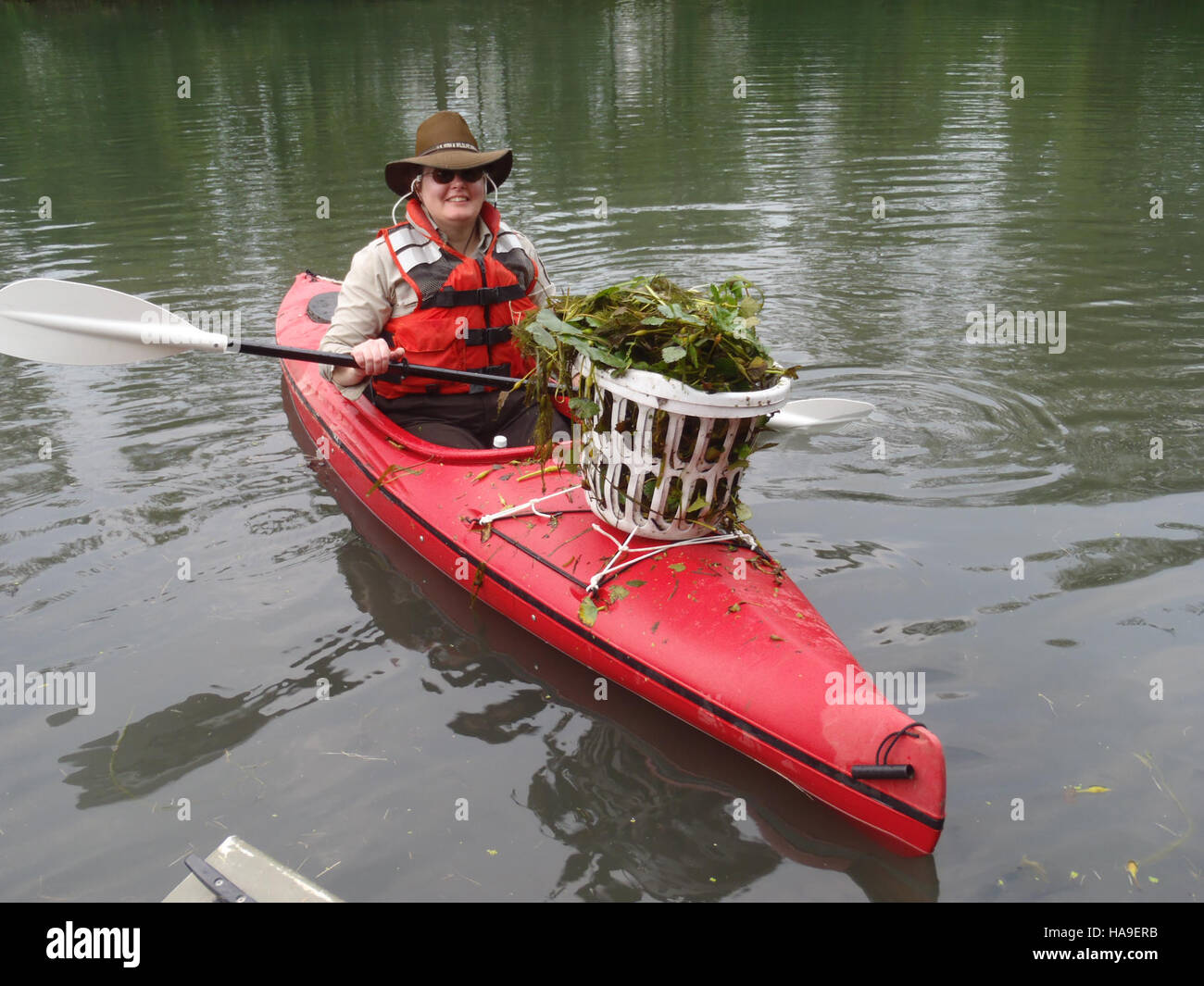 The practice of hand-pulling water chestnut helps manage invasive ...