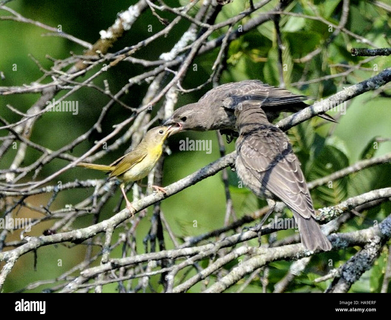 This weekly photo highlights a Yellowthroat feeding a Cowbird in ...