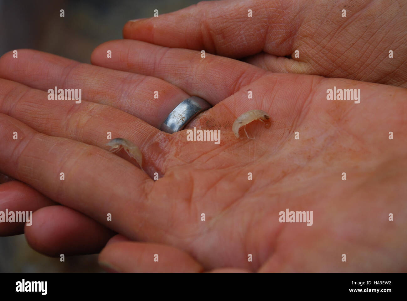 usfwsnortheast 8002799897 Madison Cave isopod Stock Photo - Alamy