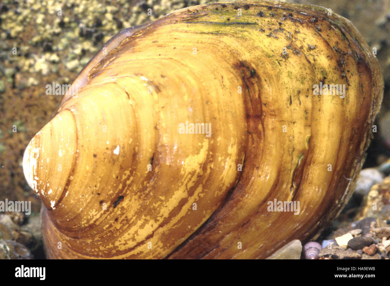 The Sheepnose Mussel, a freshwater species, is highlighted in ...