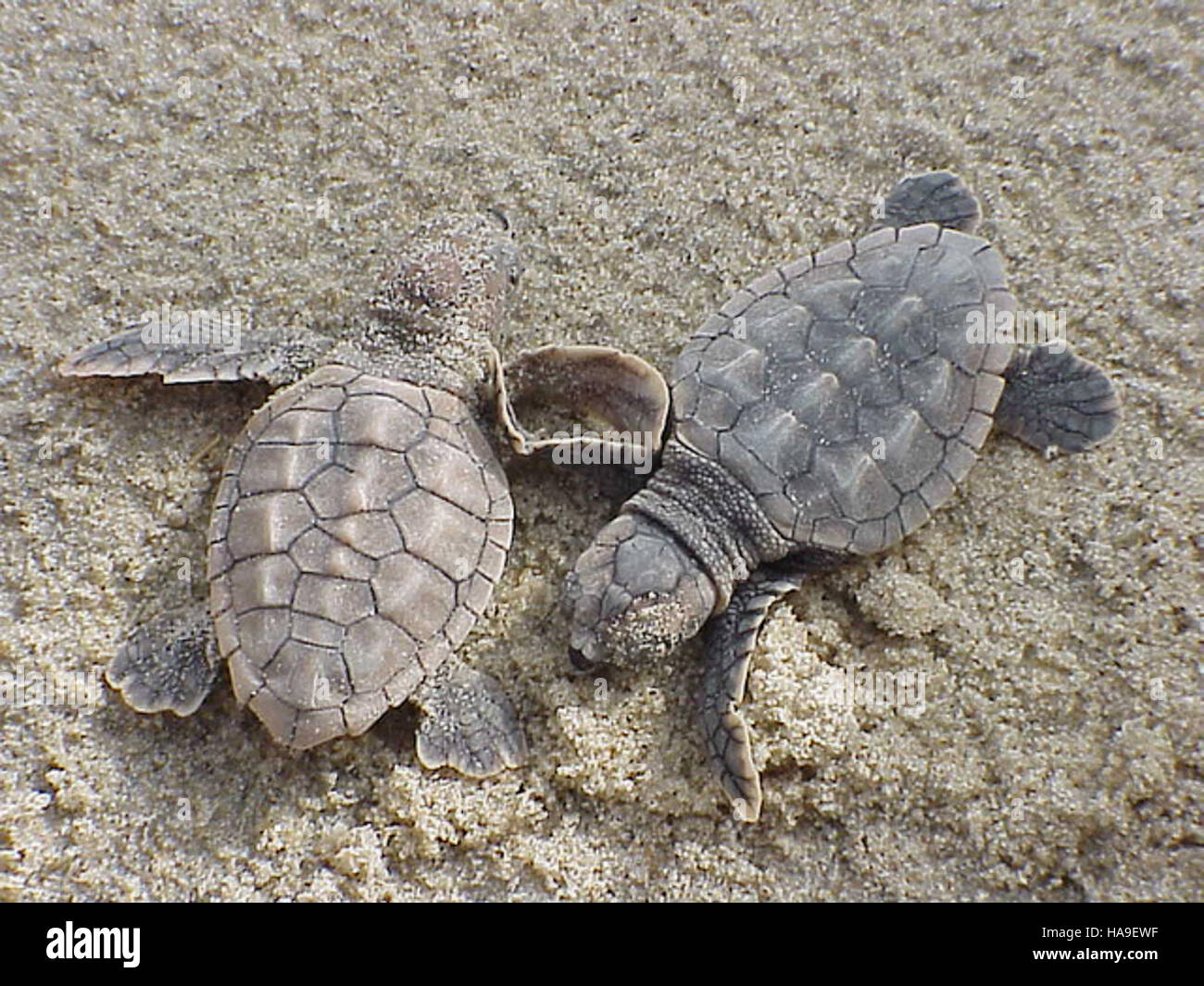 Loggerhead sea turtle hatchlings are an endangered species native to ...