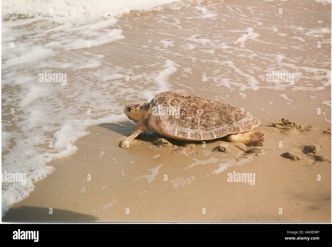 The Loggerhead sea turtle is a protected species within national parks ...