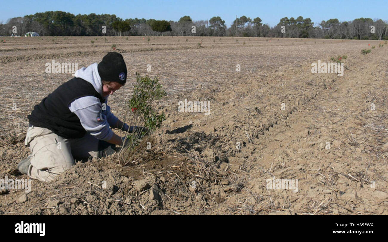 usfwsnortheast 8002924278 Tree planting at habitat restoration project ...