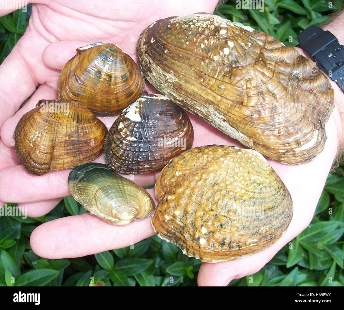 The endangered freshwater mussels in national parks are key indicators ...