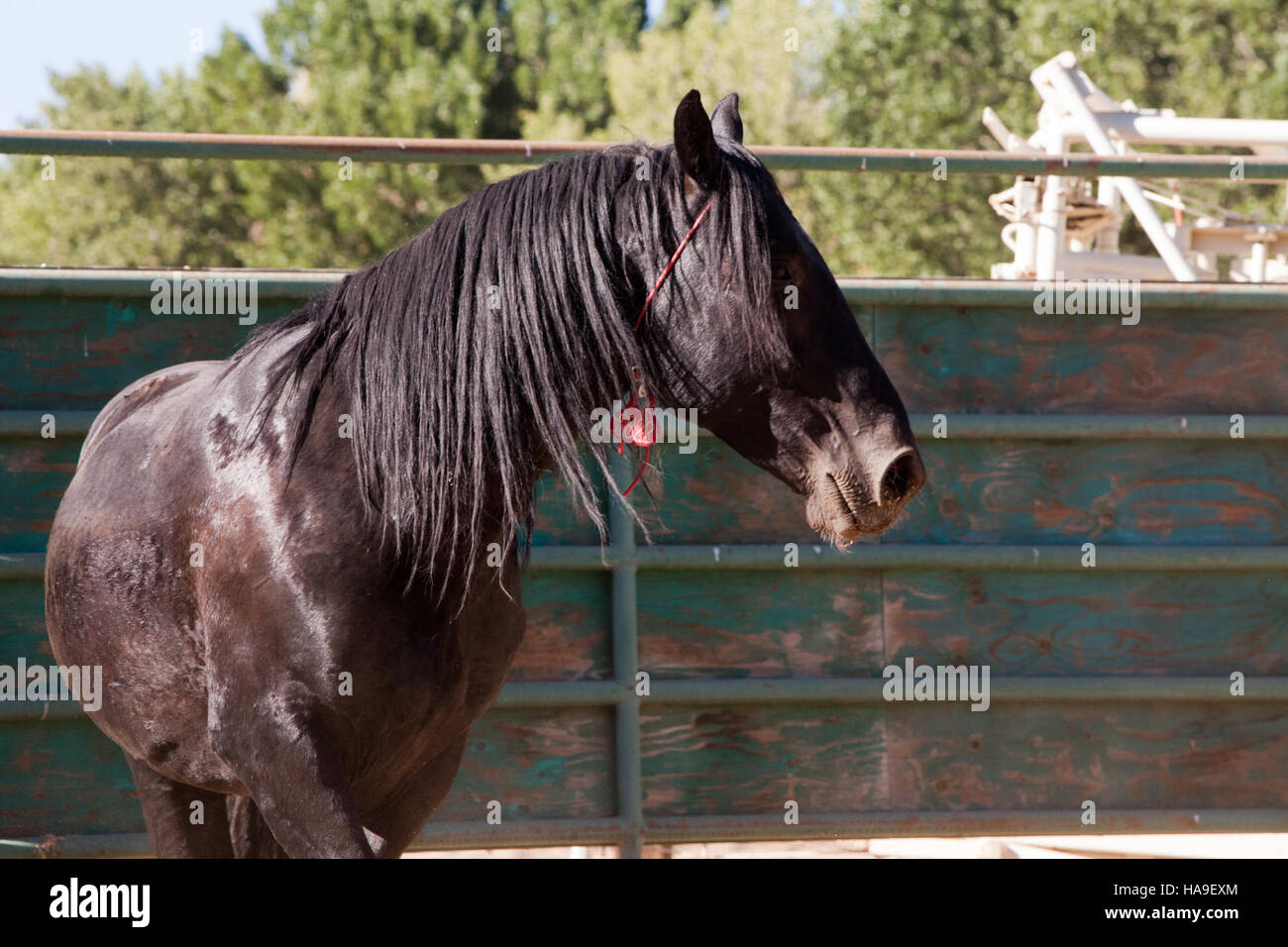 A photograph showcasing a gelding in a Nevada National Park ...