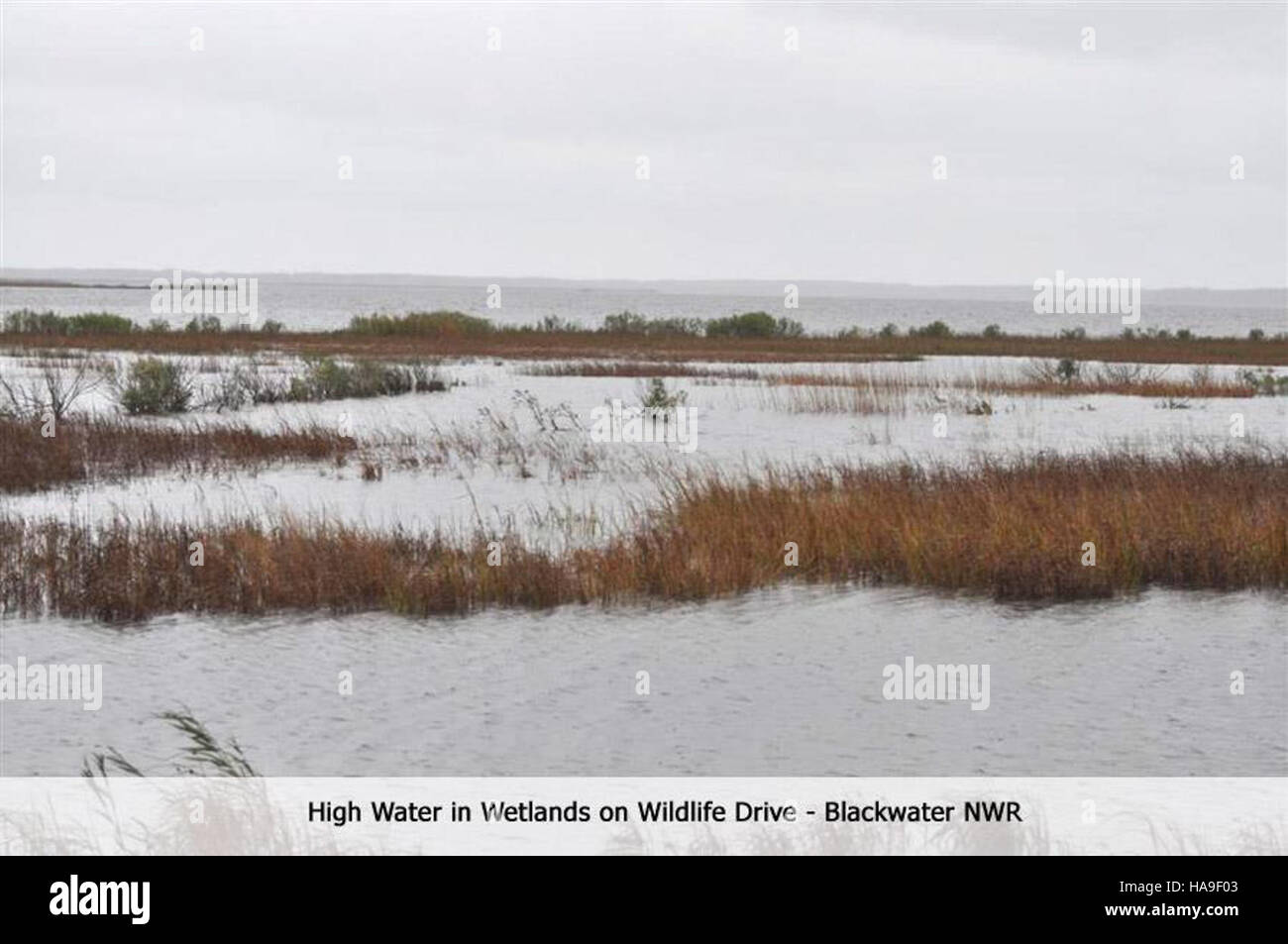 High water levels in the wetlands of Blackwater National Wildlife ...