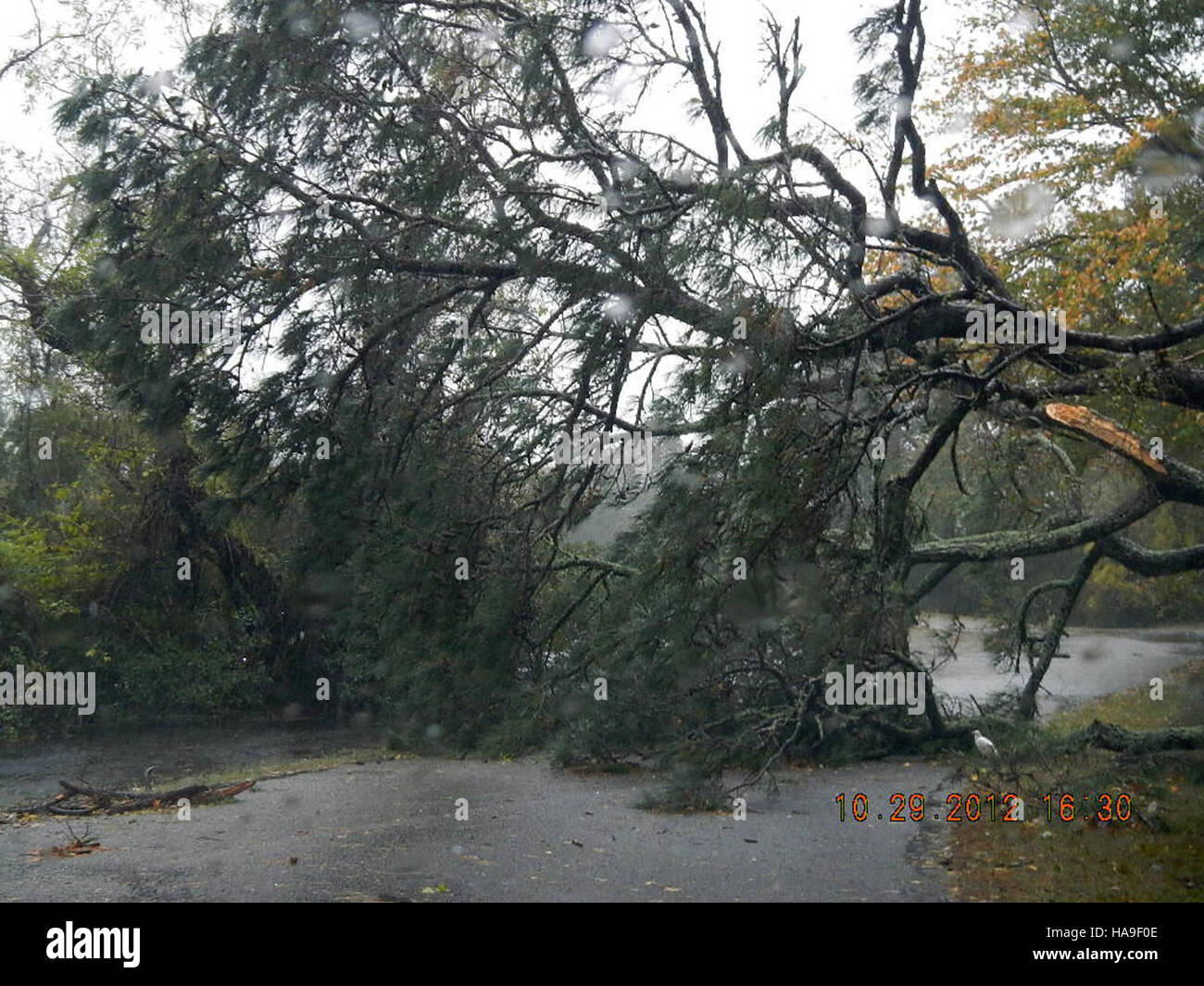 The aftermath of Hurricane Sandy's impact on Chincoteague National ...
