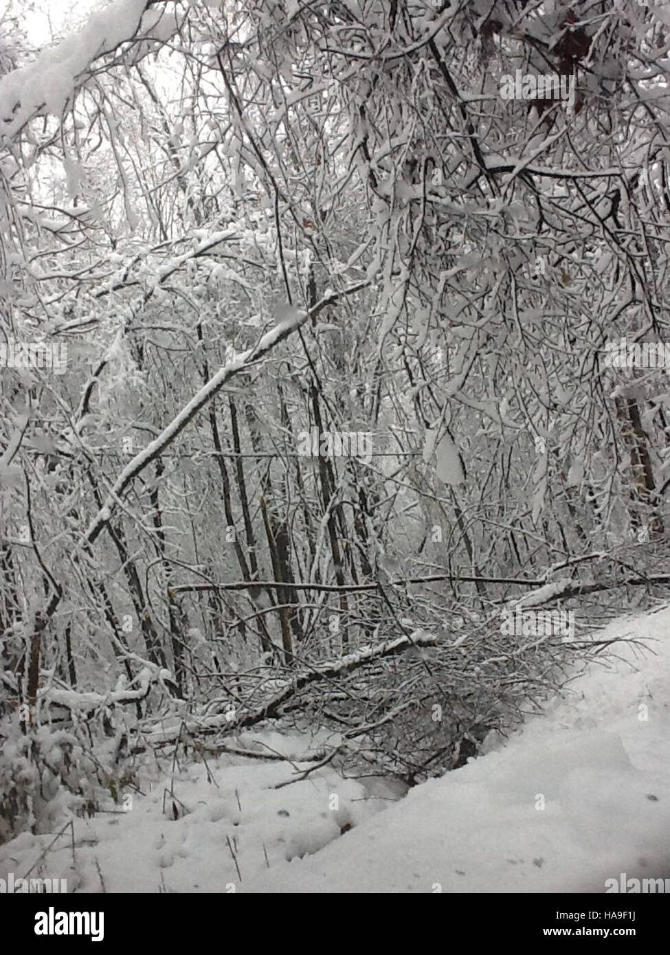 In Elkins, West Virginia, trees have fallen across a road within a ...