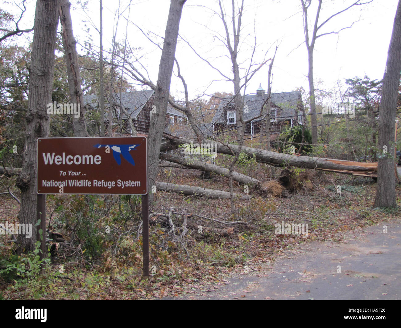 usfwsnortheast 8152067445 Tree and power line damage at Target Rock ...