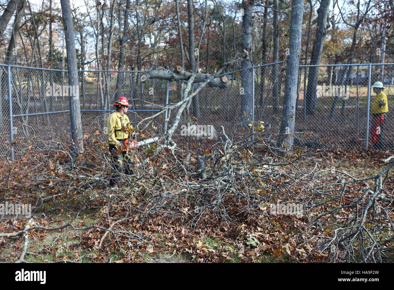 Tree work at the Long Island National Wildlife Refuge Complex is an ...
