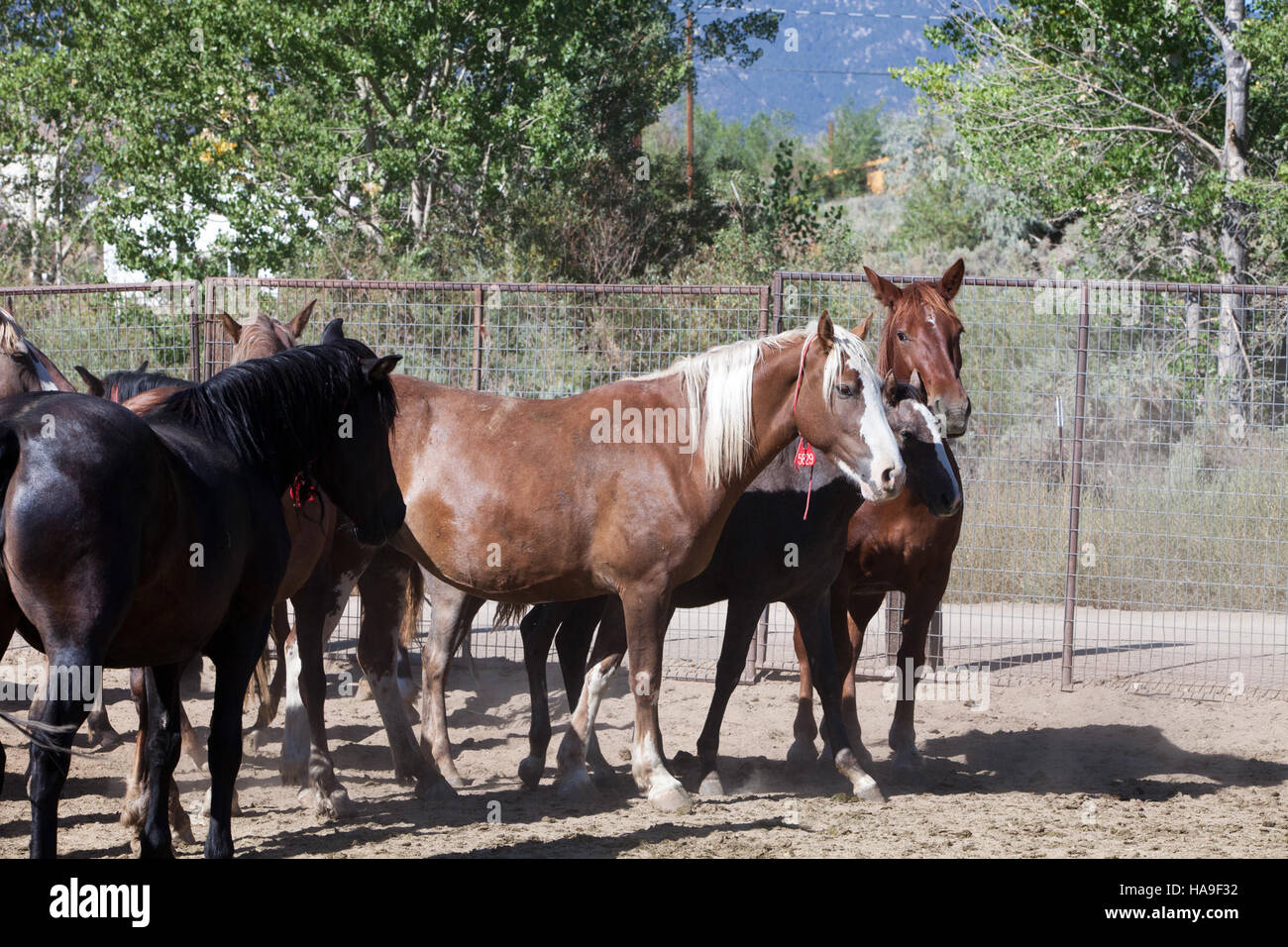 The Bureau of Land Management oversees wild horse populations ...