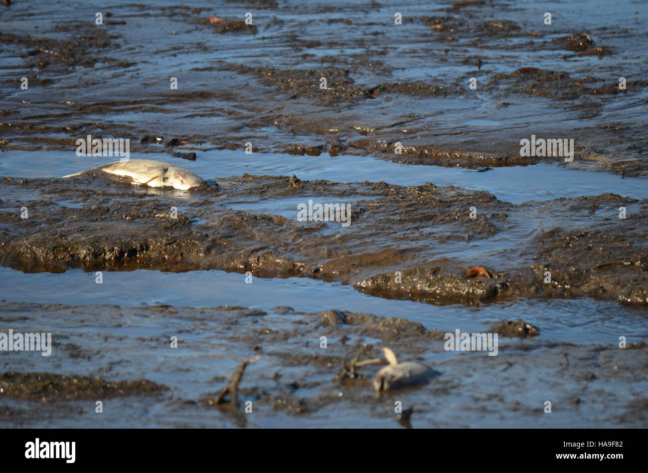 The image depicts the challenges faced by wildlife in Rhode Island ...