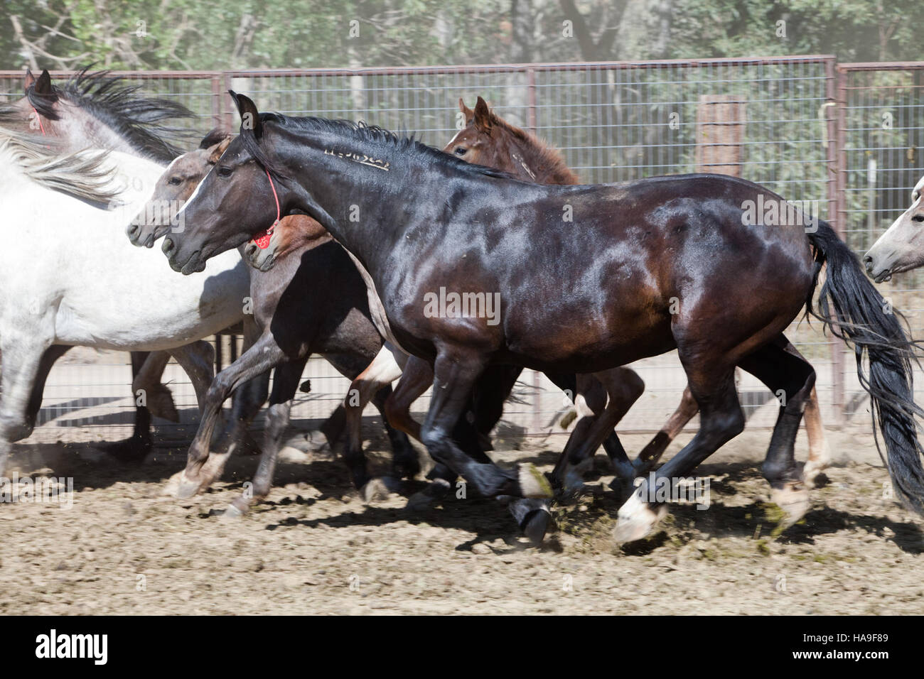 A wild mare is pictured in the vast landscape of Nevada, a testament to ...