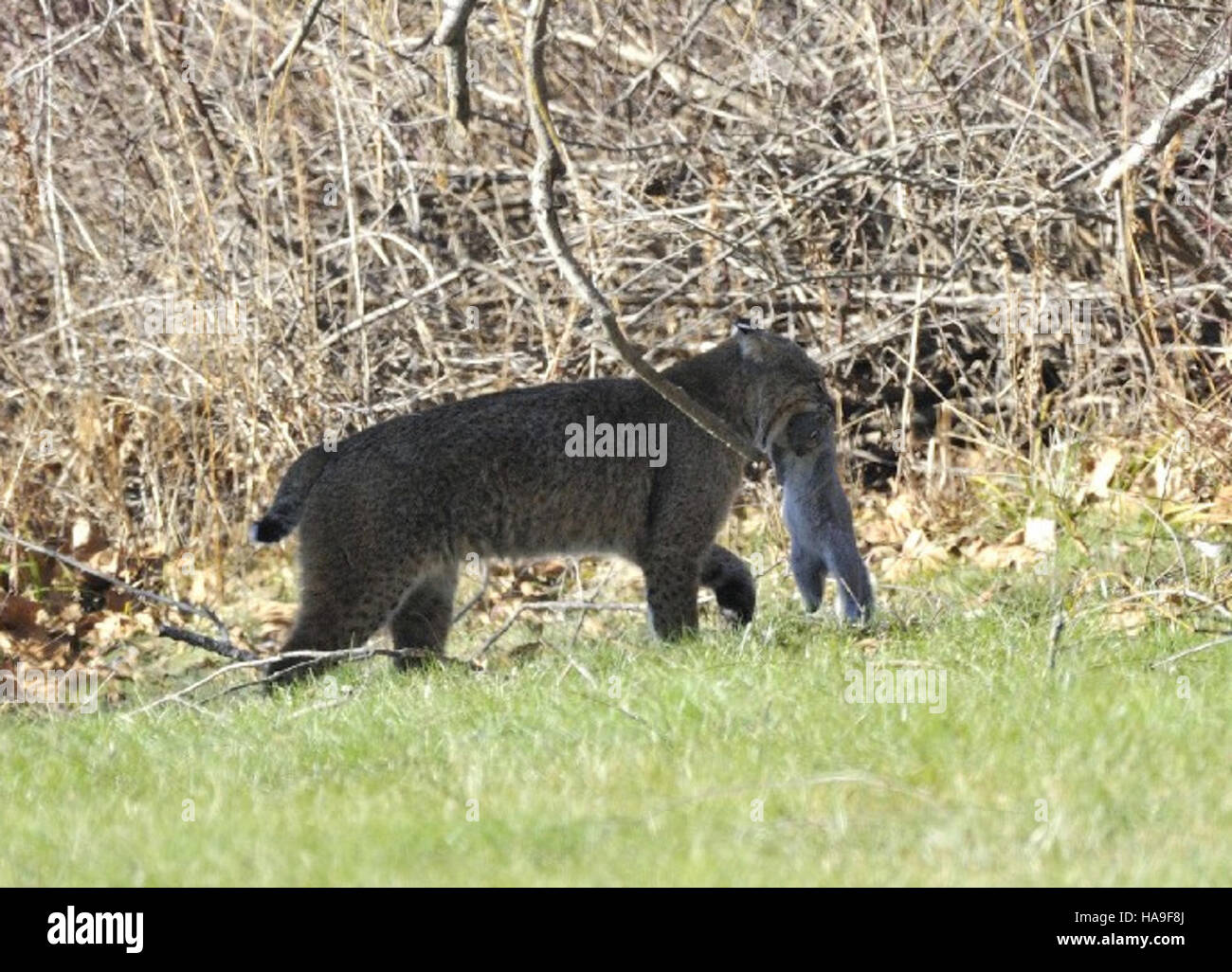A Bobcat spotted in Massachusetts is featured as part of the U.S. Fish ...