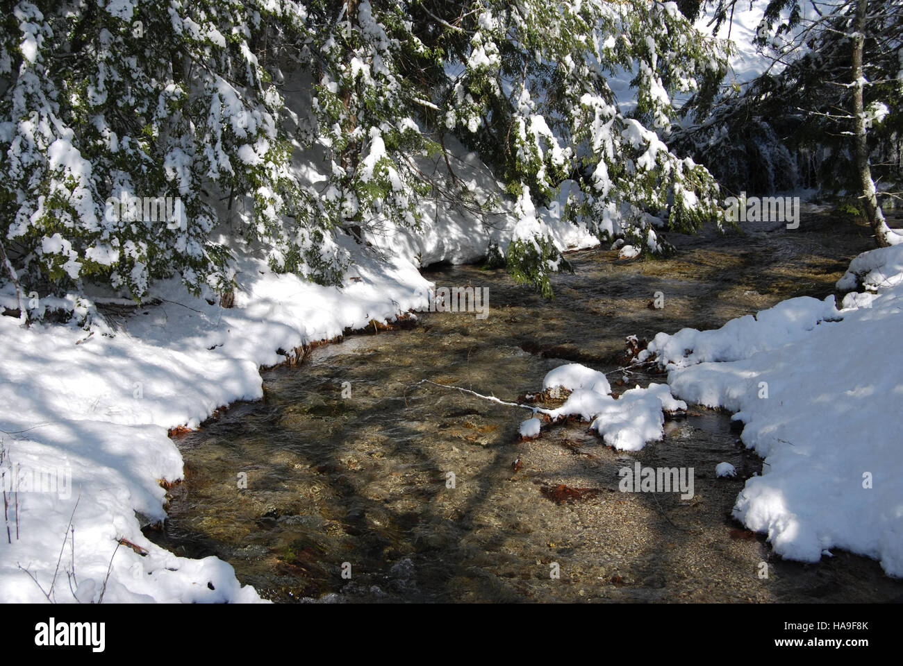 usfwsnortheast 8330307464 Photo of the Week - Fresh Fallen Snow (ME ...