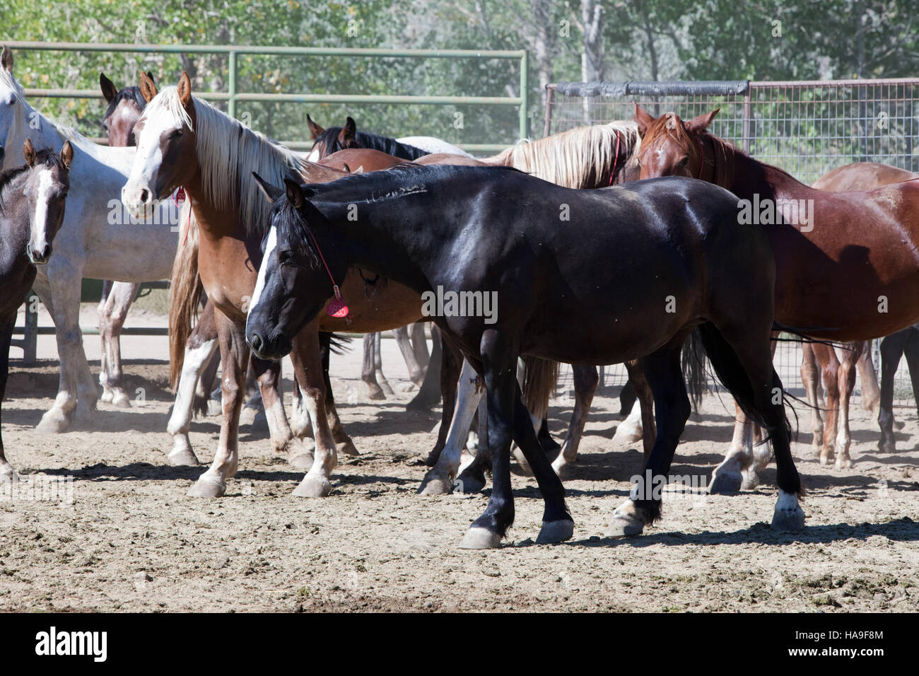 This image showcases a wild mare in Nevada, emphasizing the Bureau of ...
