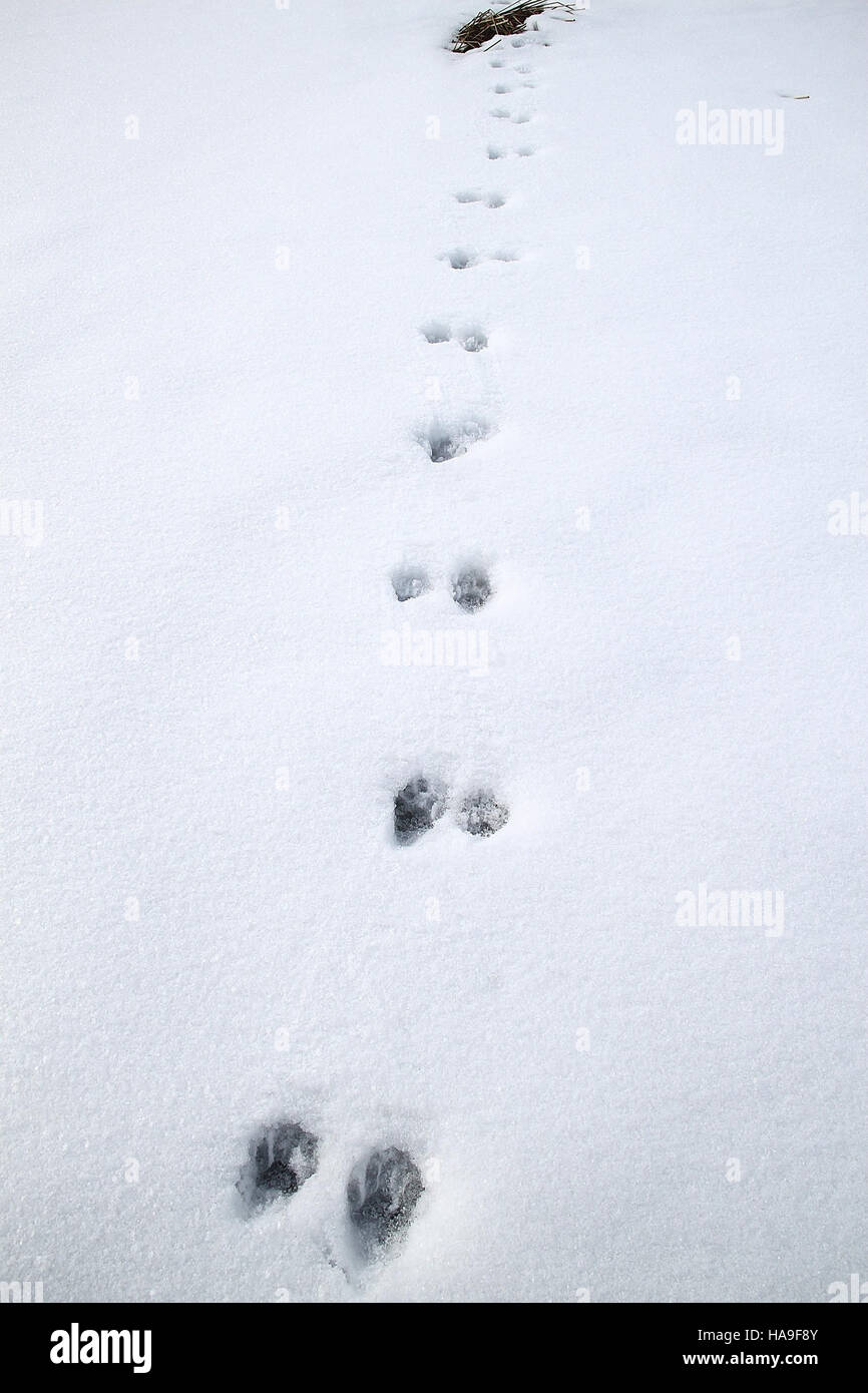 Mink Tracks