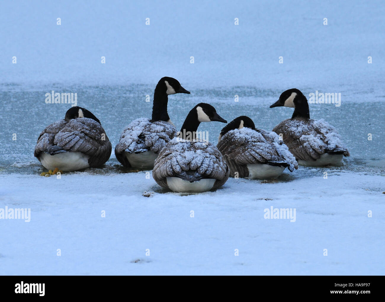 A photograph by Doug Racine showcases Canada geese, a common species in ...