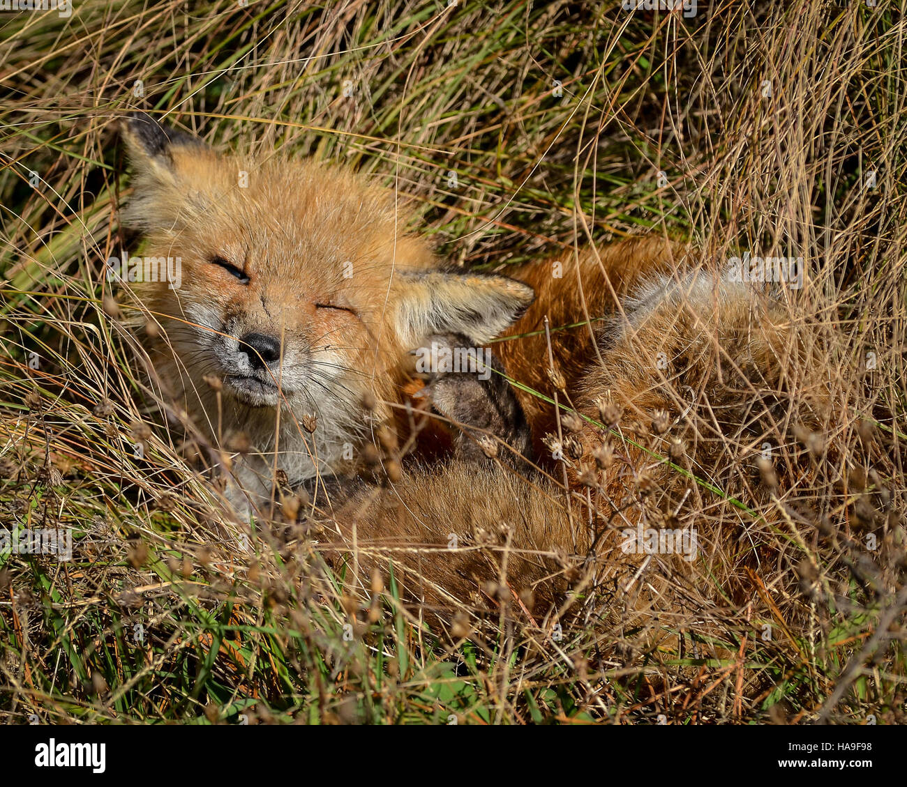 A Red Fox captured in a photograph by Don Freiday at a national park ...
