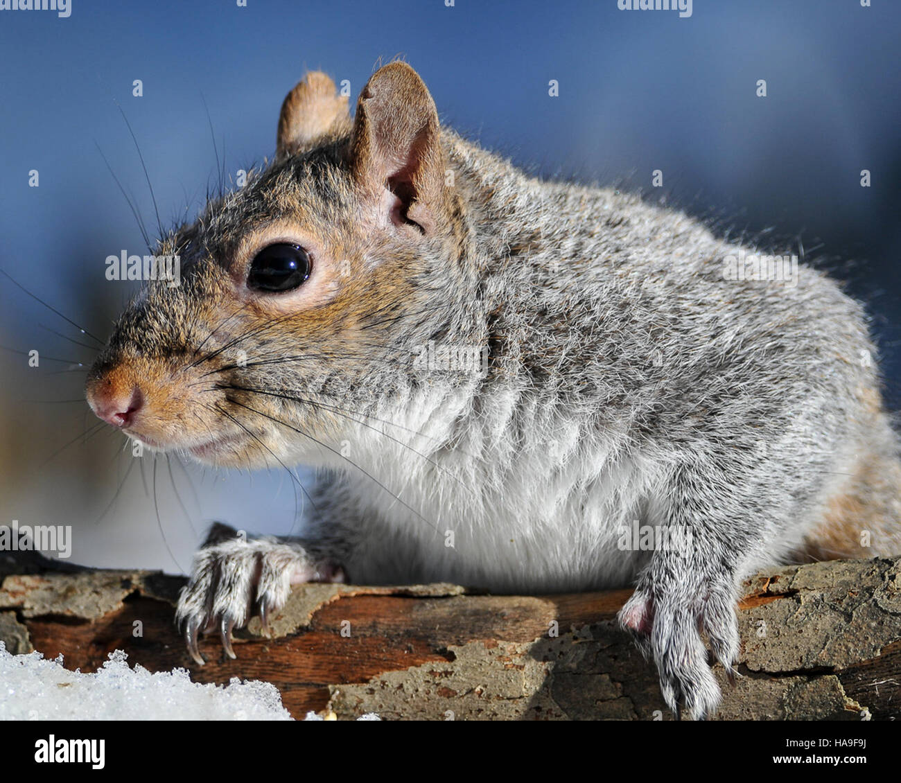 The Gray Squirrel Photo Contest, hosted by the National Park Service ...