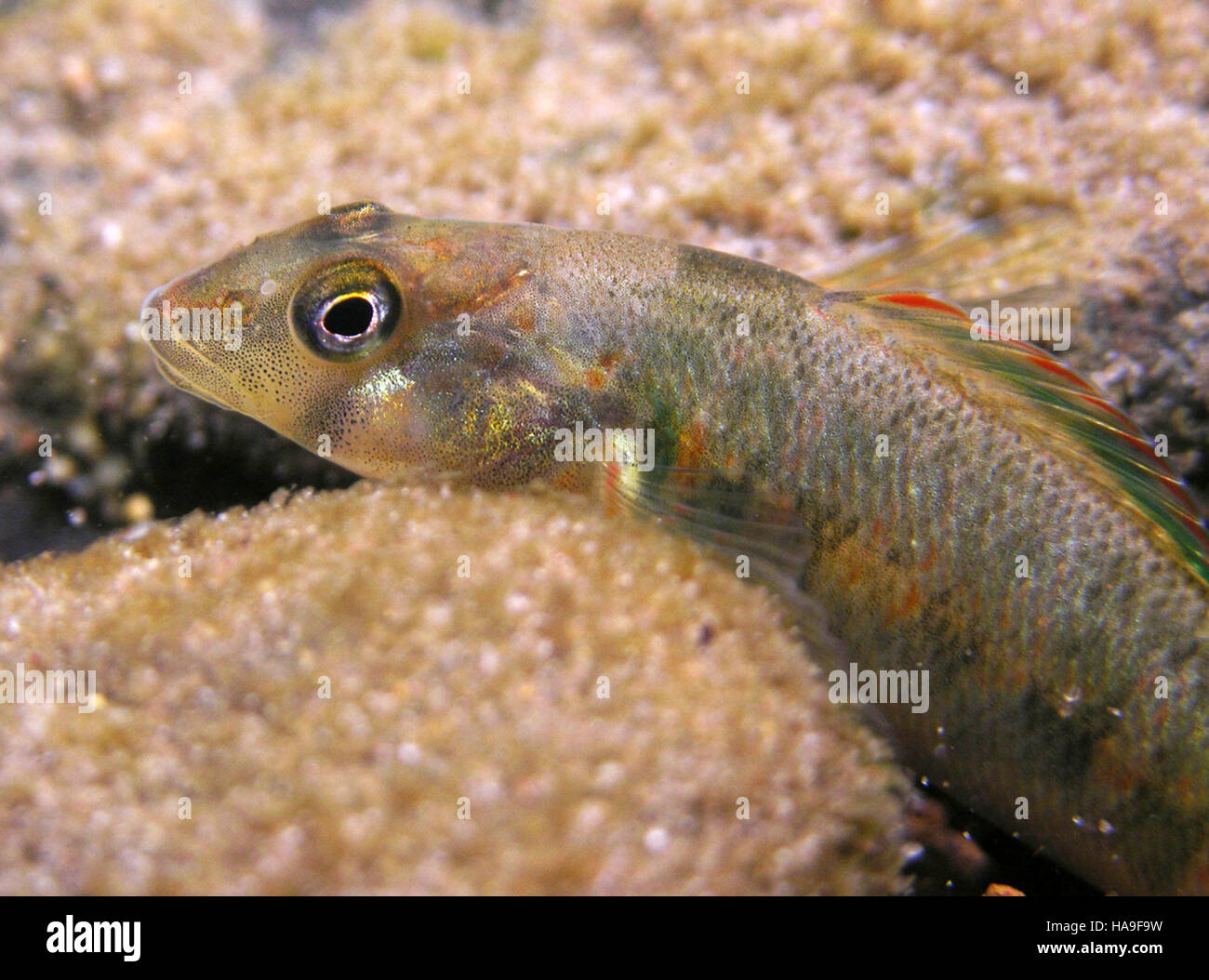 The Candy Darter is a species of fish native to the U.S., featured in a ...