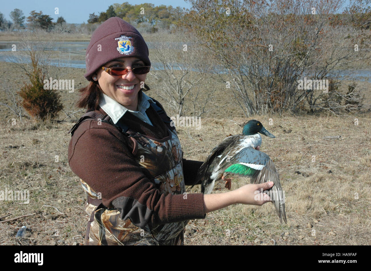 A biologist bands a Northern Shoveler, a species of duck, as part of a ...