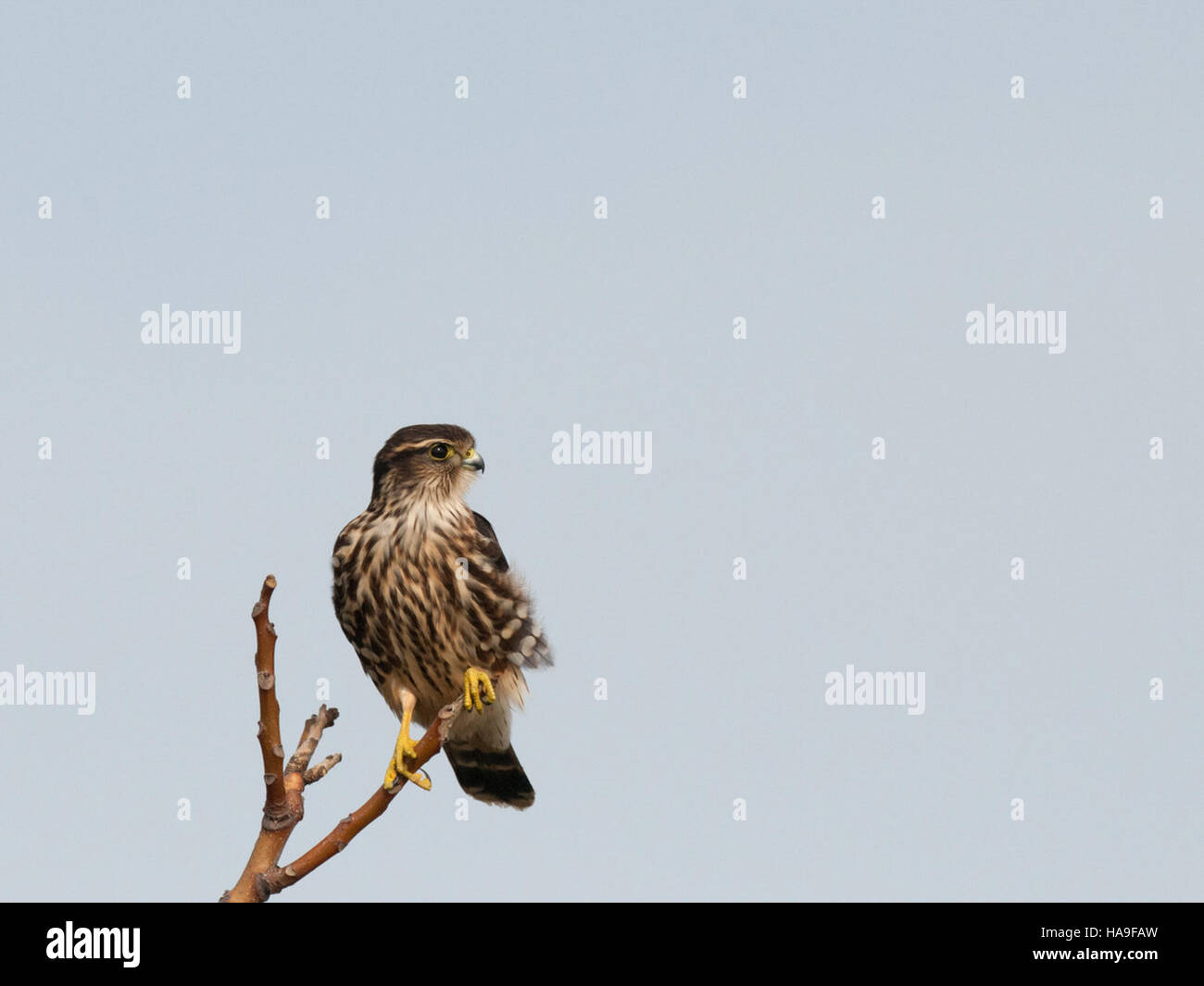 The Merlin, a bird species known for its hunting prowess, is featured ...