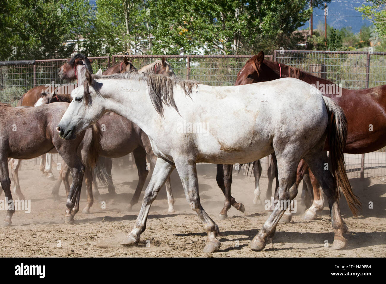 The image highlights a wild mare in a national park area under the ...